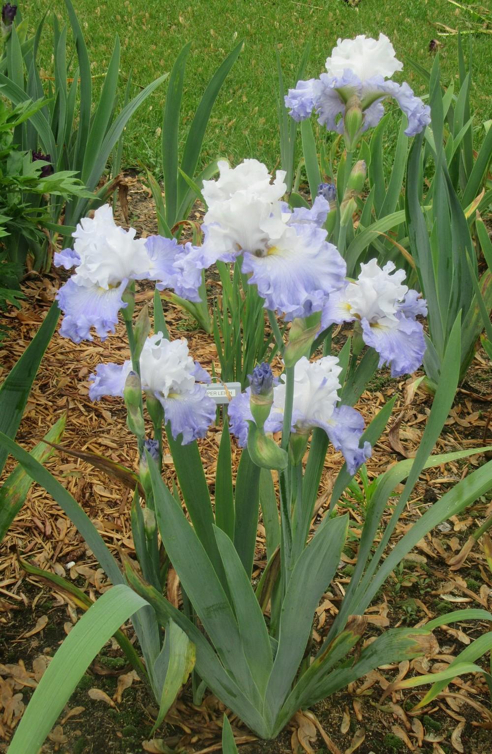 Photo of the entire plant of Tall Bearded Iris (Iris 'Caribbean Queen ...