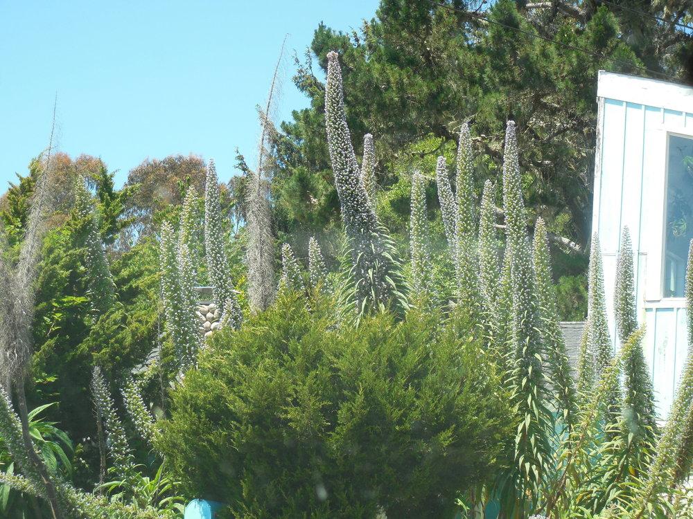 Photo of the entire plant of Tree Echium (Echium pininana) posted by ...