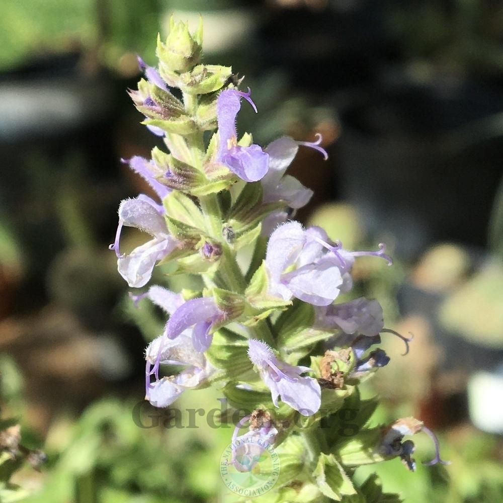 Perennial Salvia (Salvia nemorosa 'Perfect Profusion') in the Salvias ...