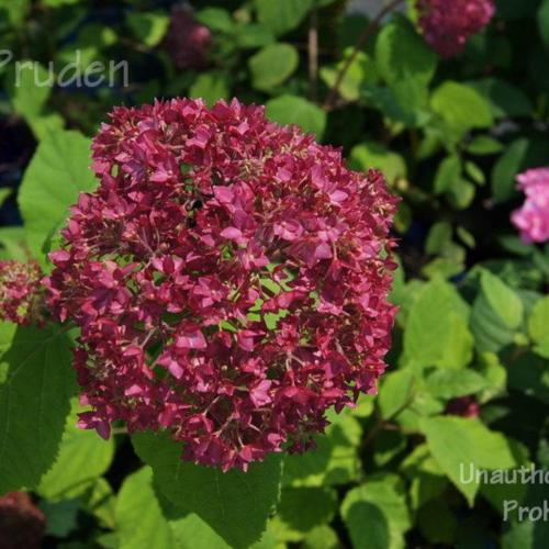 Hydrangea (Hydrangea arborescens Endless Summer® Bella Anna™) in the ...