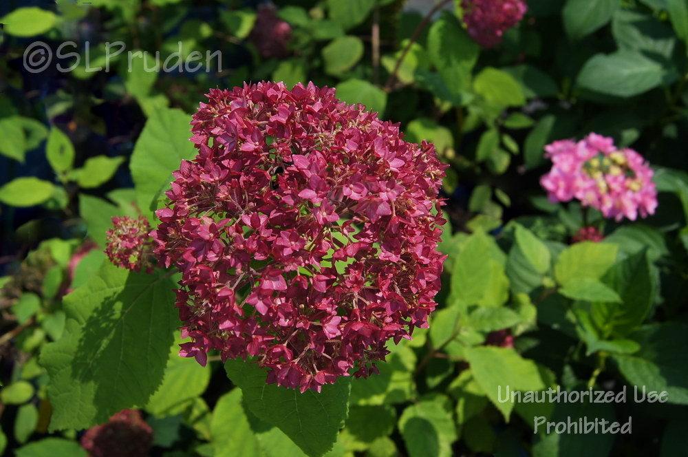 Hydrangea (Hydrangea arborescens Endless Summer® Bella Anna™) in the ...
