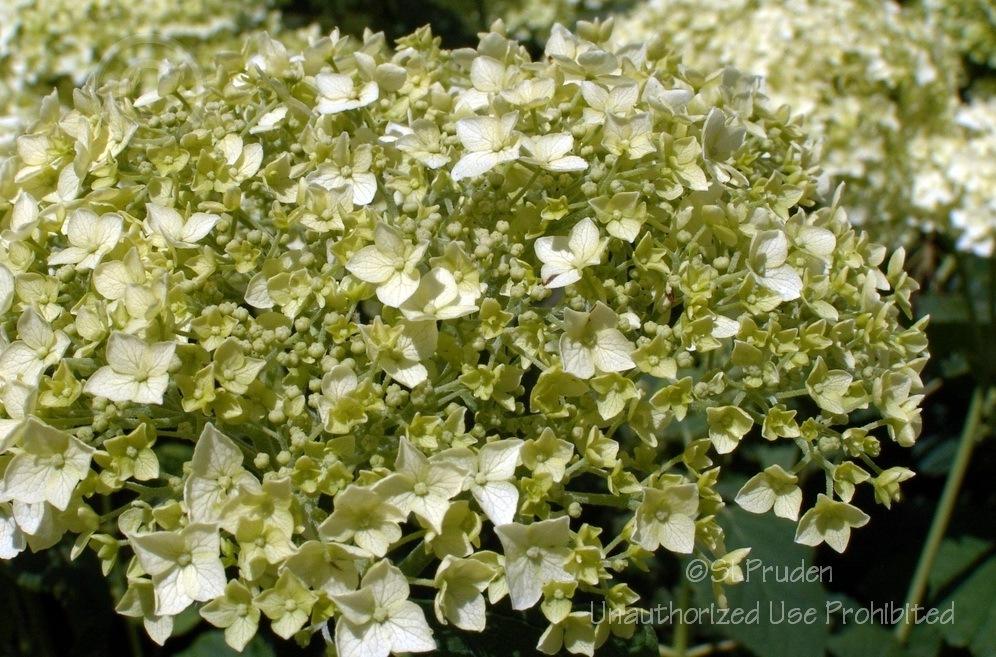 Photo of the closeup of buds, sepals and receptacles of Smooth ...