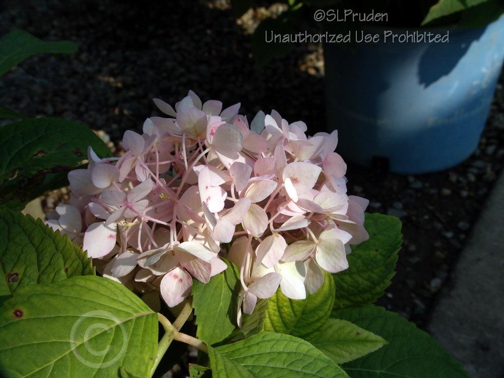 Photo of the bloom of Hydrangea (Hydrangea macrophylla Endless Summer ...