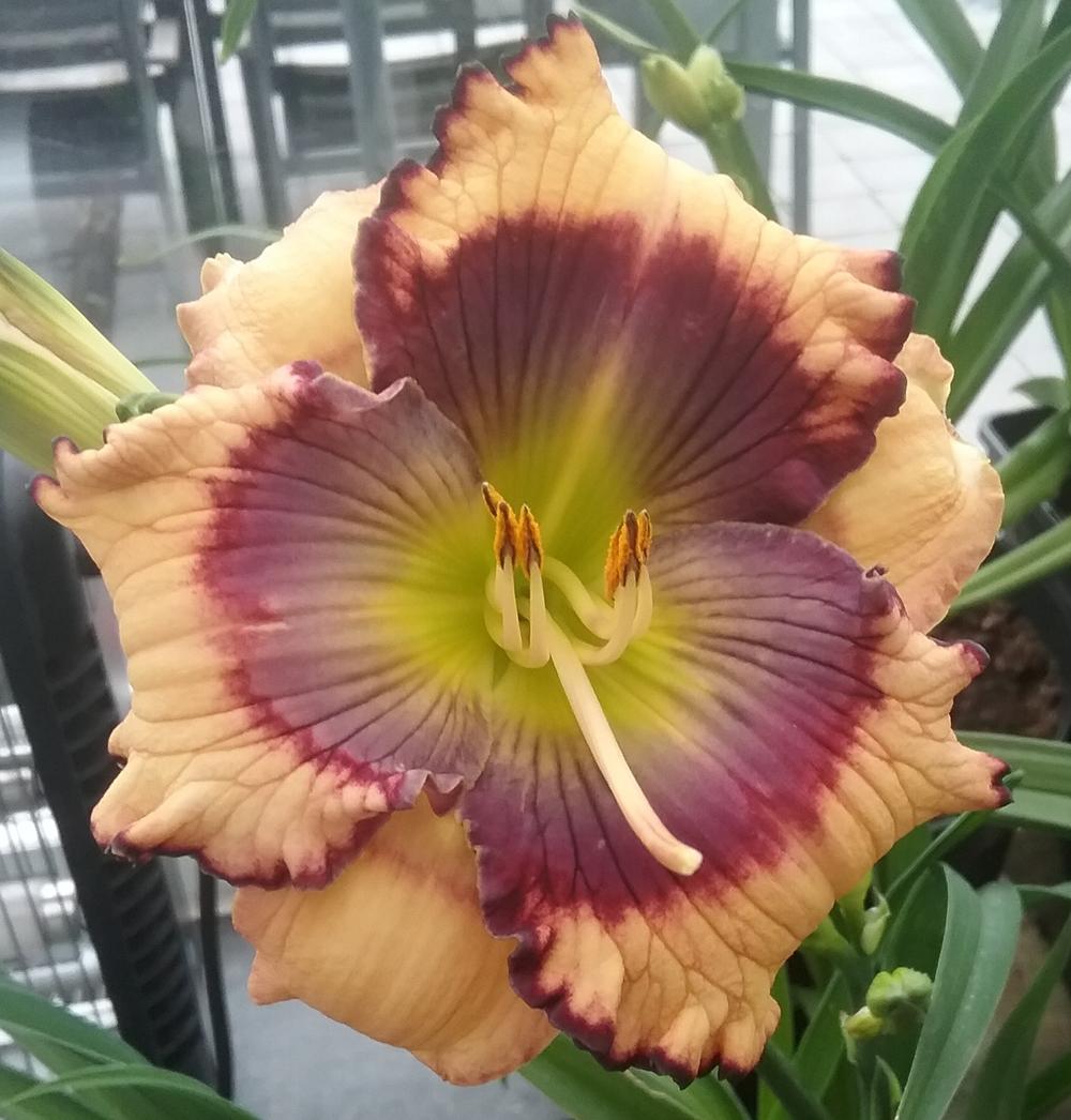 Daylily (Hemerocallis 'Blue Wrangler') in the Daylilies Database ...