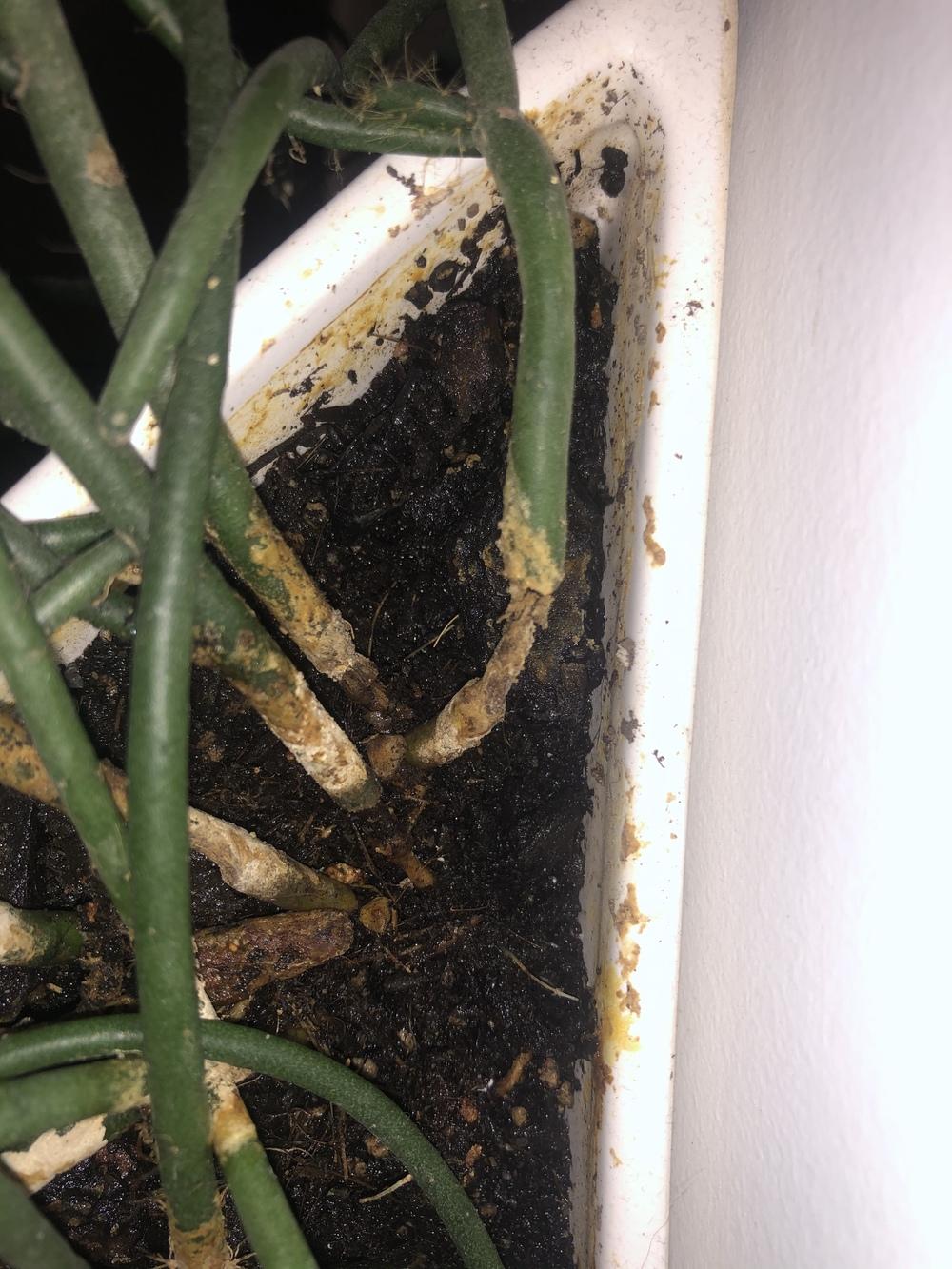 Houseplant stem coating in the Ask a Question forum - Garden.org