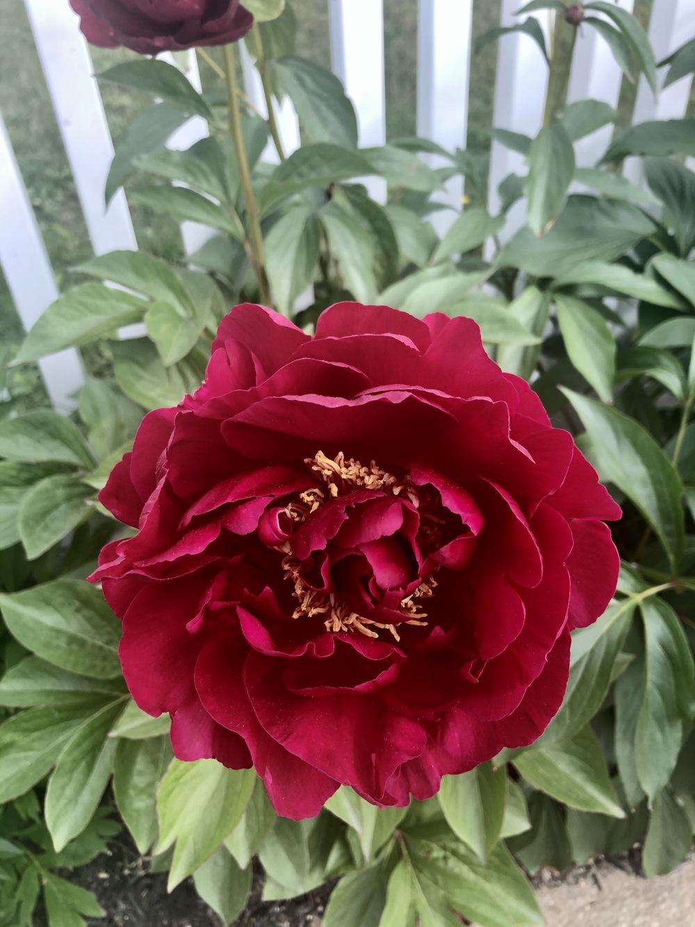 Peony (Paeonia 'Old Faithful') in the Peonies Database - Garden.org