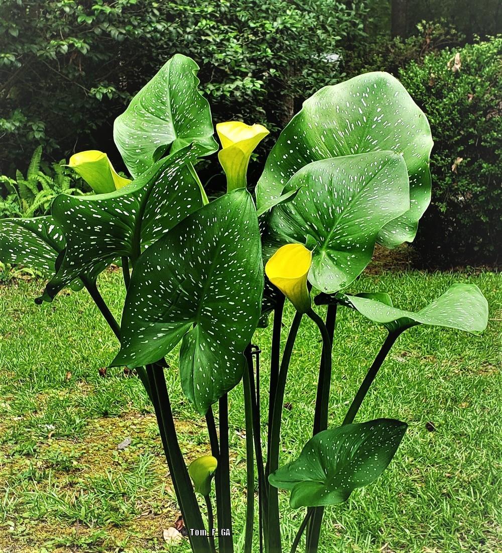 Callas: Plant Care and Collection of Varieties - Garden.org