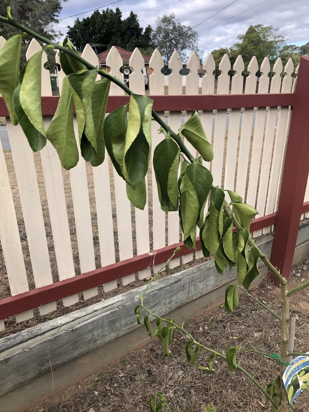 Sick lime tree in the Ask a Question forum - Garden.org