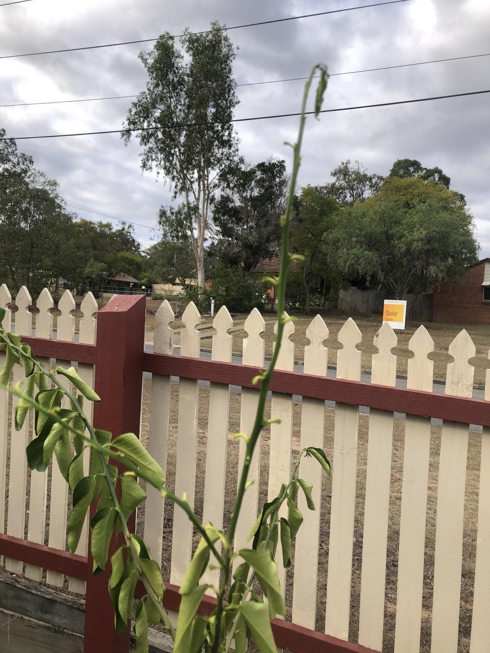 Sick lime tree in the Ask a Question forum - Garden.org