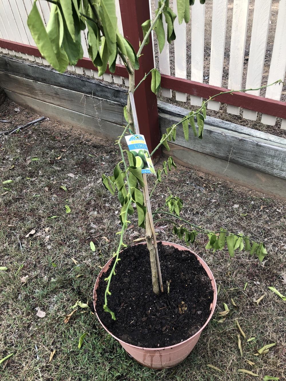 Sick lime tree in the Ask a Question forum - Garden.org
