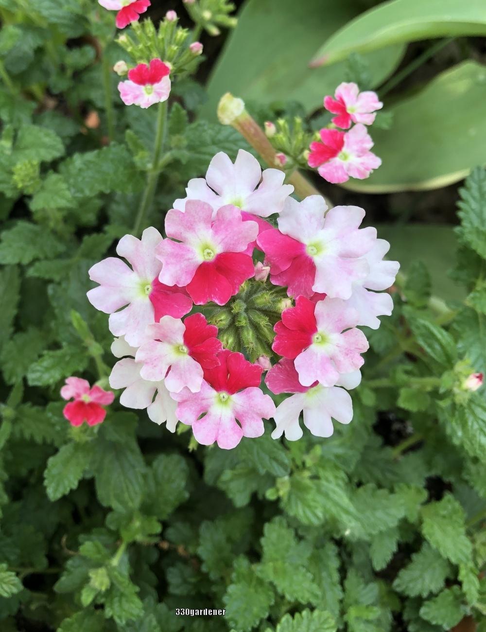 Verbena (Verbena x hybrida Superbena® Sparkling Rose) - Garden.org