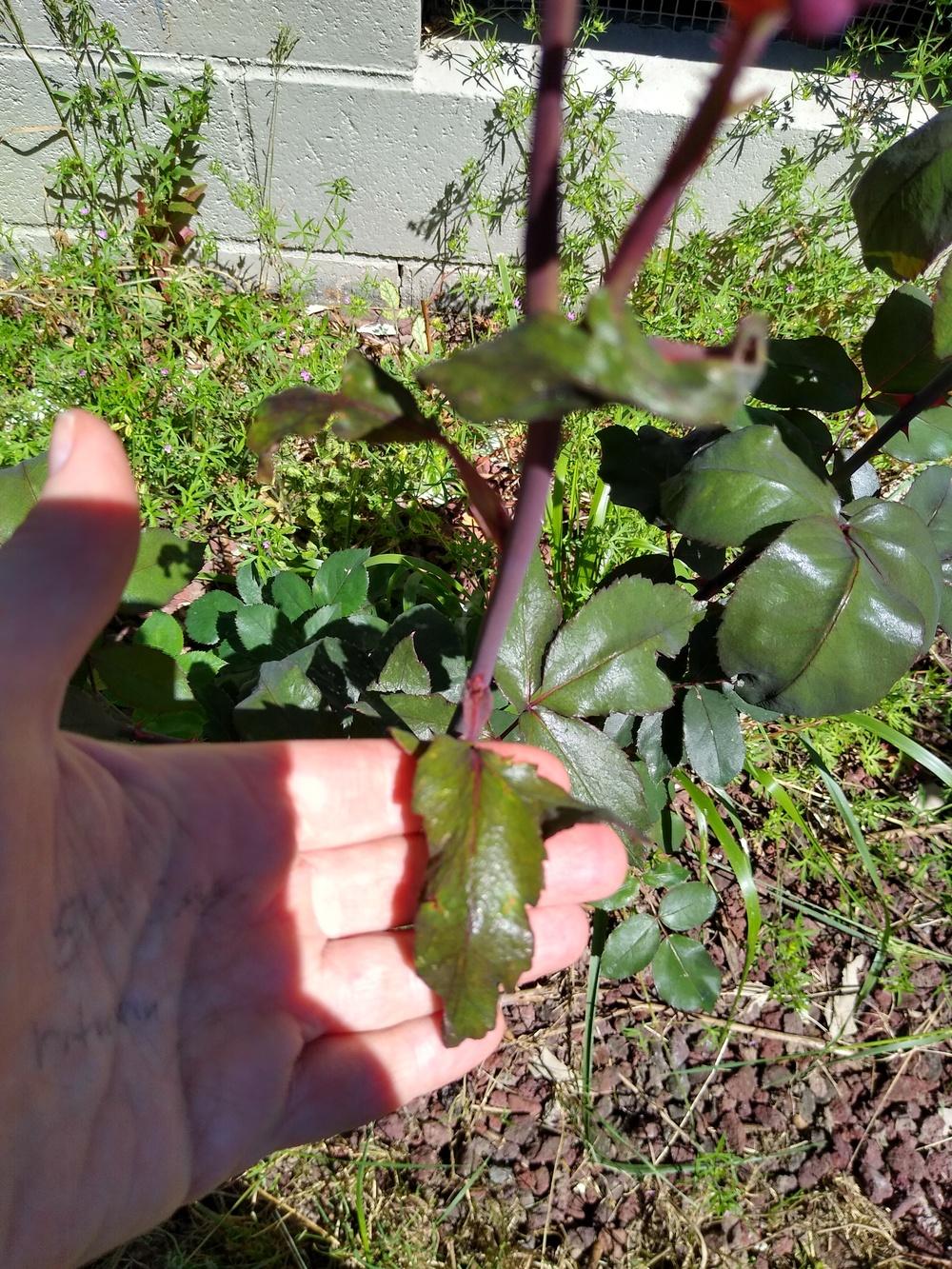 Rose Rosette? in the Roses forum - Garden.org