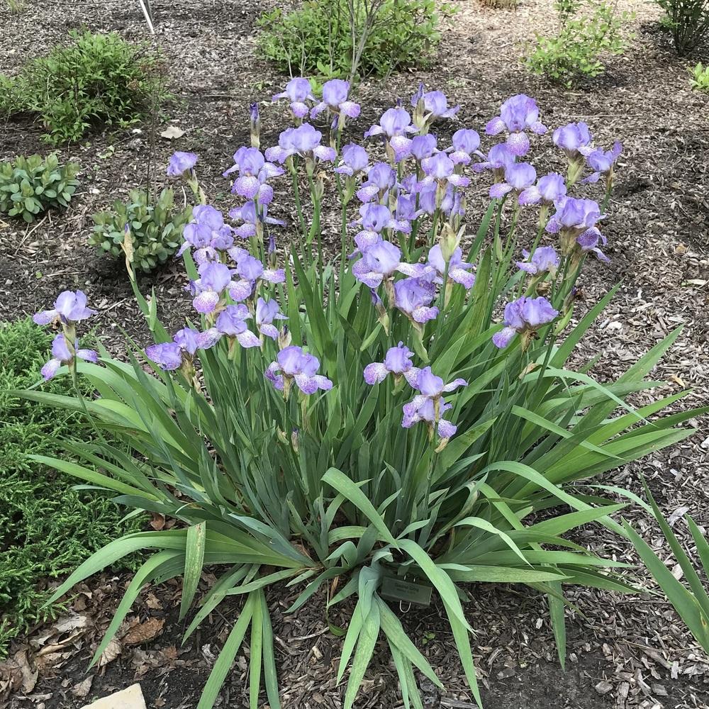 Photo of the entire plant of Miniature Tall Bearded Iris (Iris ...