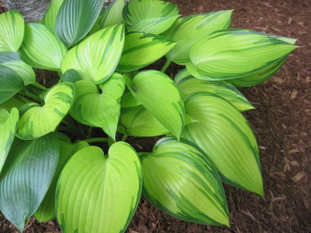 Photo of the leaves of Hosta 'June Fever' posted by robertduval14 ...