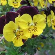 The Main Plant entry for Violas (Viola) - Garden.org