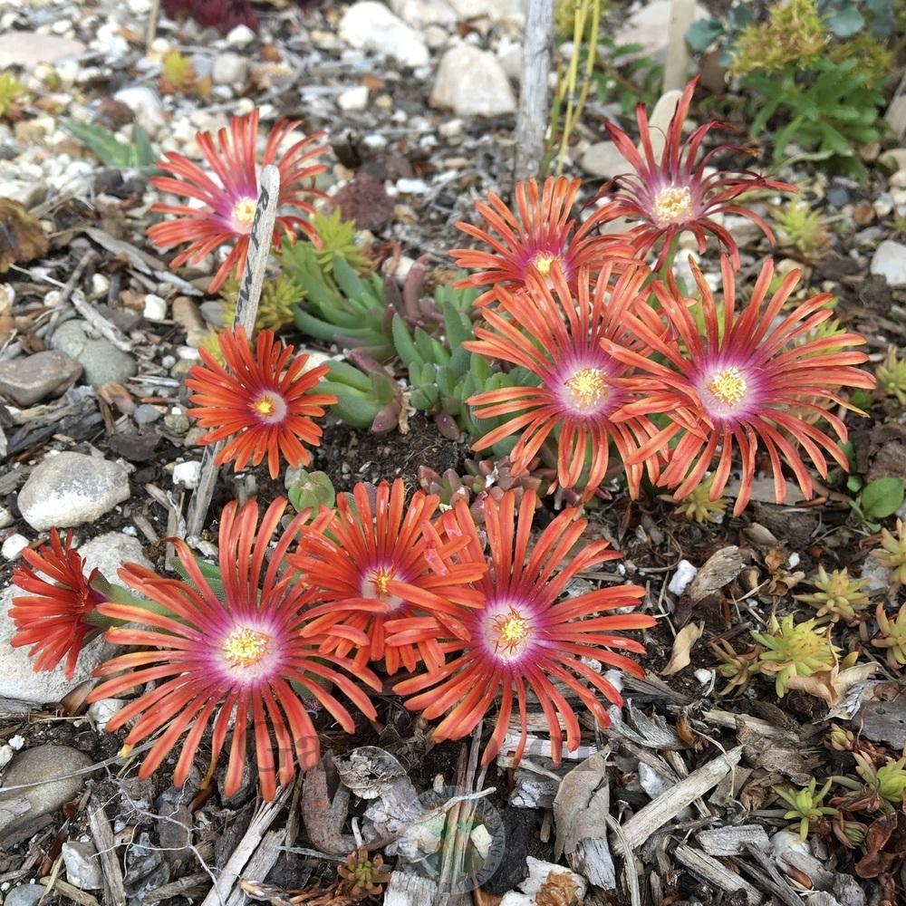 Delosperma Red Mountain® Flame - Garden.org
