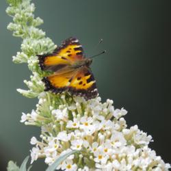 Butterfly Bush (Buddleja davidii Buzz™ Ivory) in the Butterfly Bushes ...