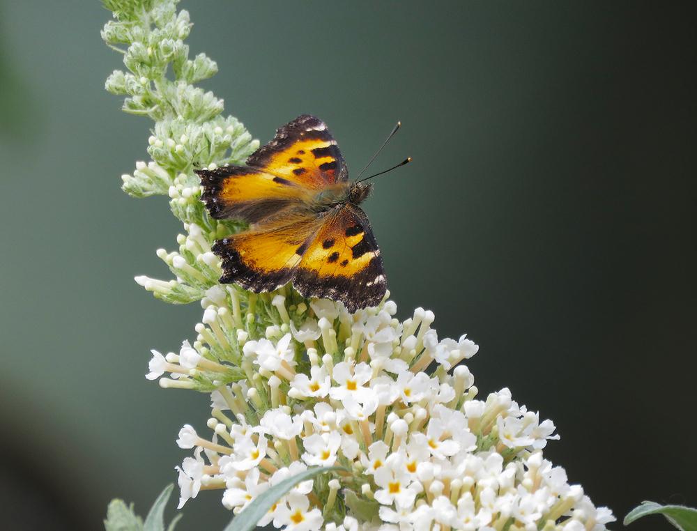 Photo of the bloom of Butterfly Bush (Buddleja davidii Buzz™ Ivory ...