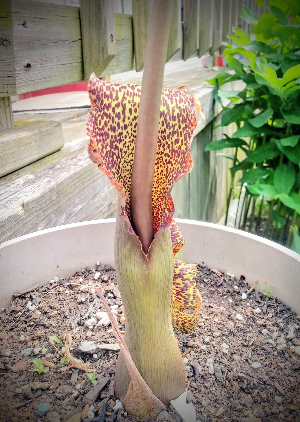 Photo of the bloom of Voodoo Lily (Sauromatum venosum 'Indian Giant ...