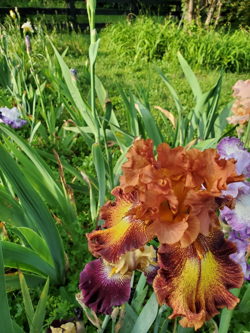 Tall Bearded Iris (Iris 'Caldron Fire') in the Irises Database - Garden.org