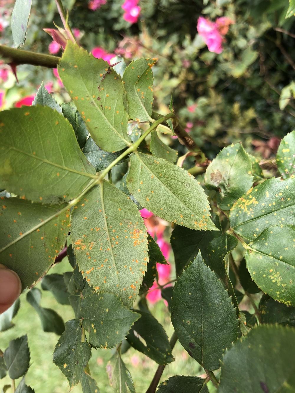 Rose Bush Rust in the Roses forum - Garden.org