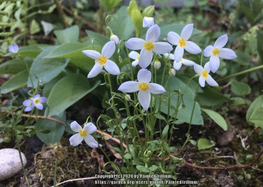 Bluets (Houstonia caerulea) - Garden.org