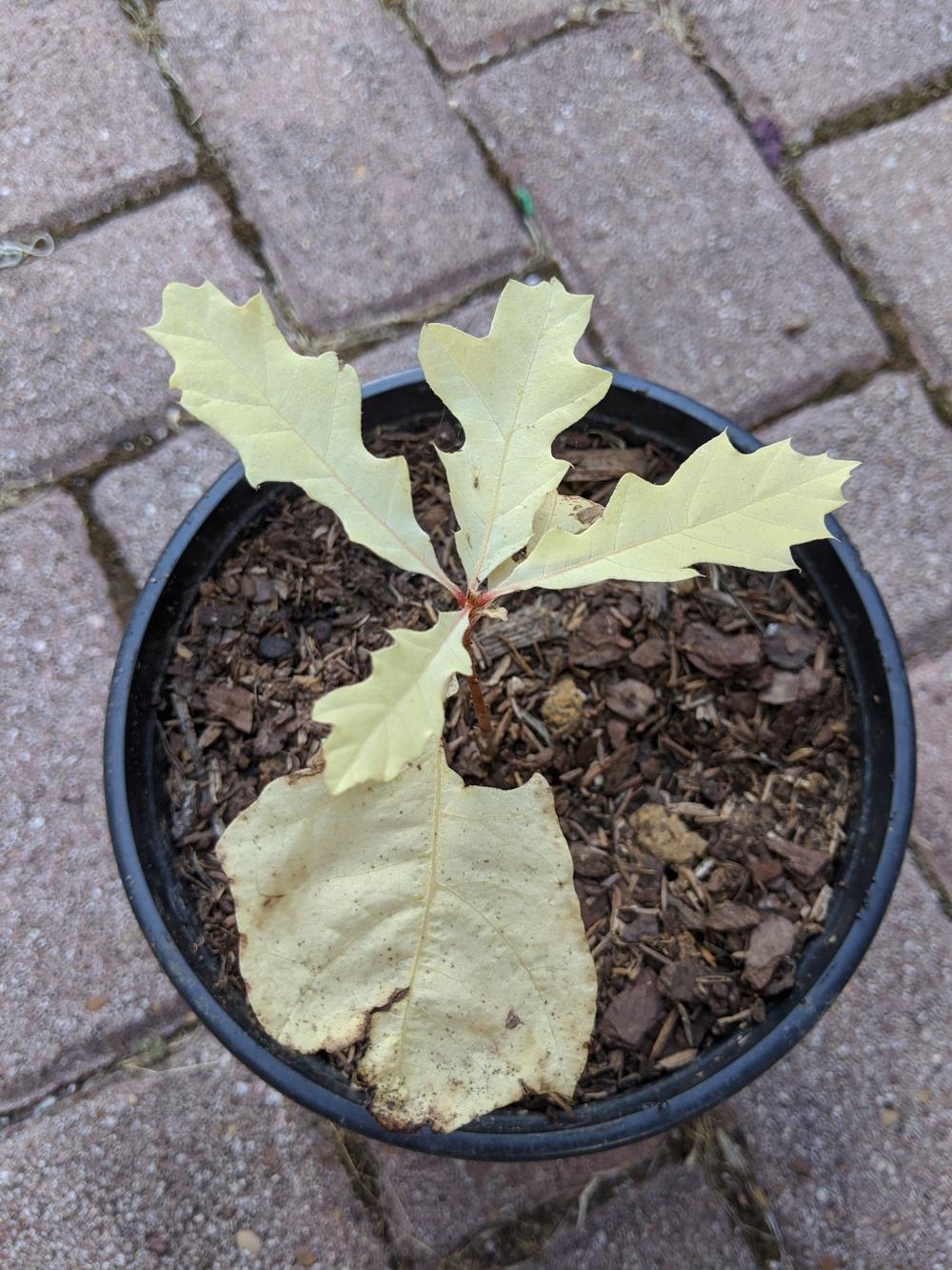Seedling of red oak tree in the Plant ID forum - Garden.org