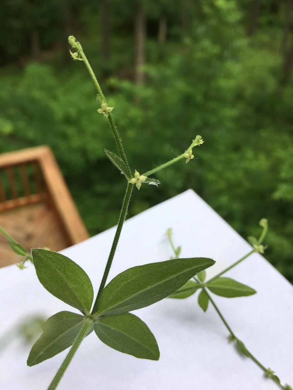Missouri Weed ID? in the Plant ID forum - Garden.org