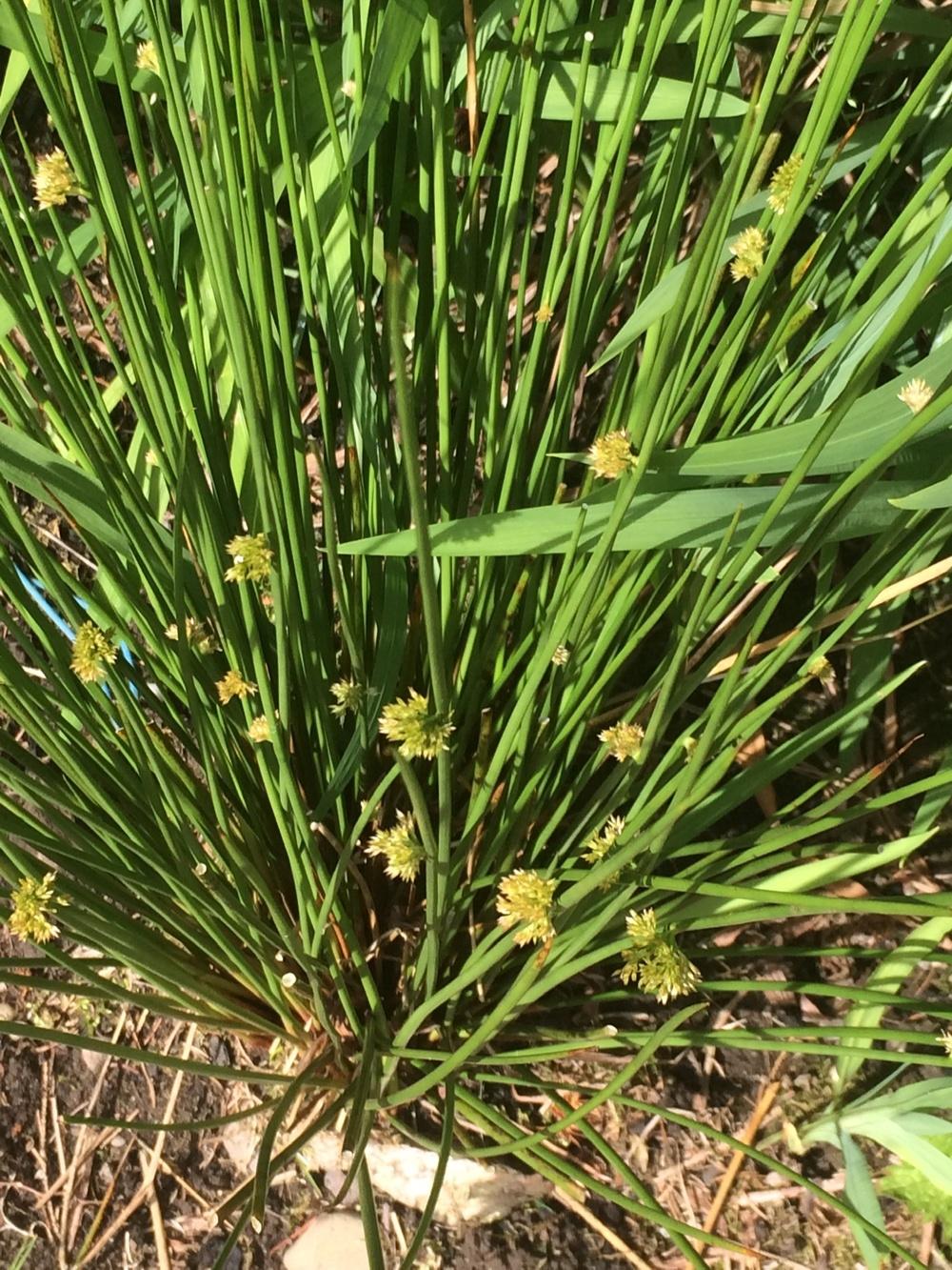 Plant identifier in the Plant ID forum - Garden.org