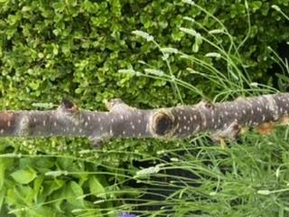 Cherry Tree Zap oozing sap in the Ask a Question forum - Garden.org