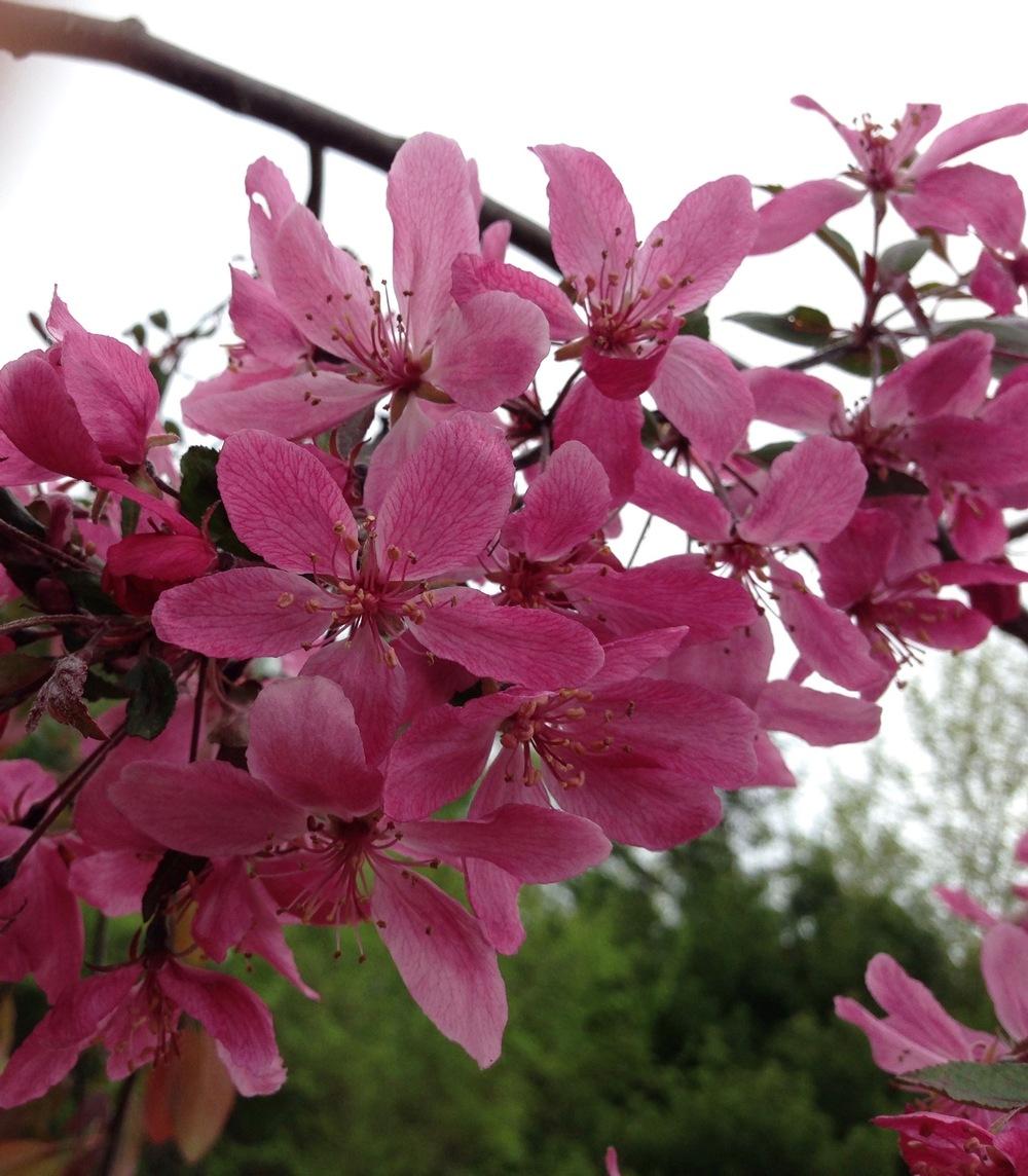 Apple (Malus 'Royal Beauty') in the Apples Database - Garden.org
