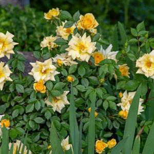 Rose (Rosa 'Rise 'n' Shine') in the Roses Database - Garden.org