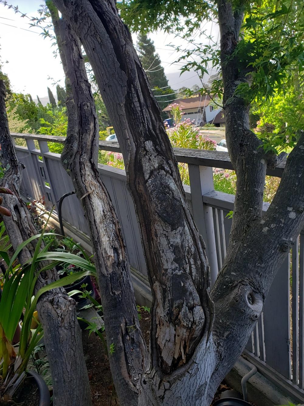 Old Split Maple Tree in the Ask a Question forum - Garden.org