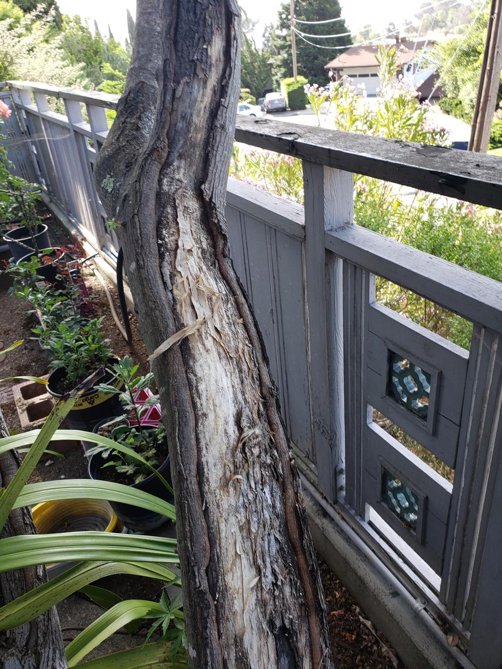 Old Split Maple Tree in the Ask a Question forum - Garden.org