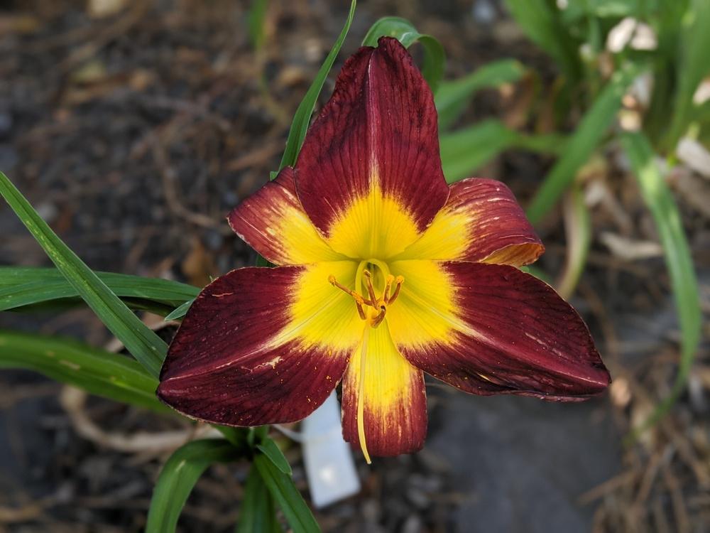Photo of the bloom of Daylily (Hemerocallis 'Persian Ruby') posted by ...