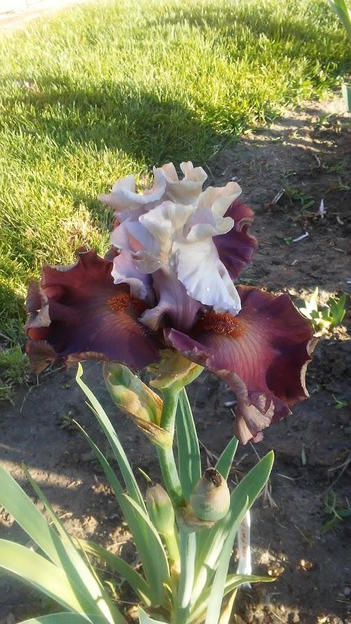 Photo of the bloom of Tall Bearded Iris (Iris 'One Man's Art') posted ...