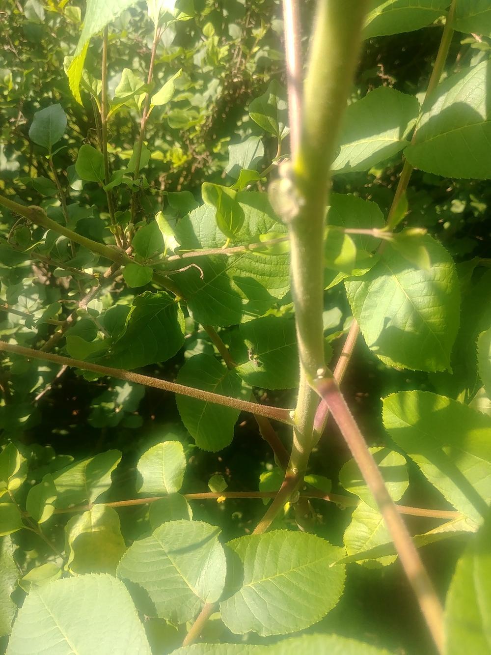 Tree-like weed or weed-like tree? in the Plant ID forum - Garden.org