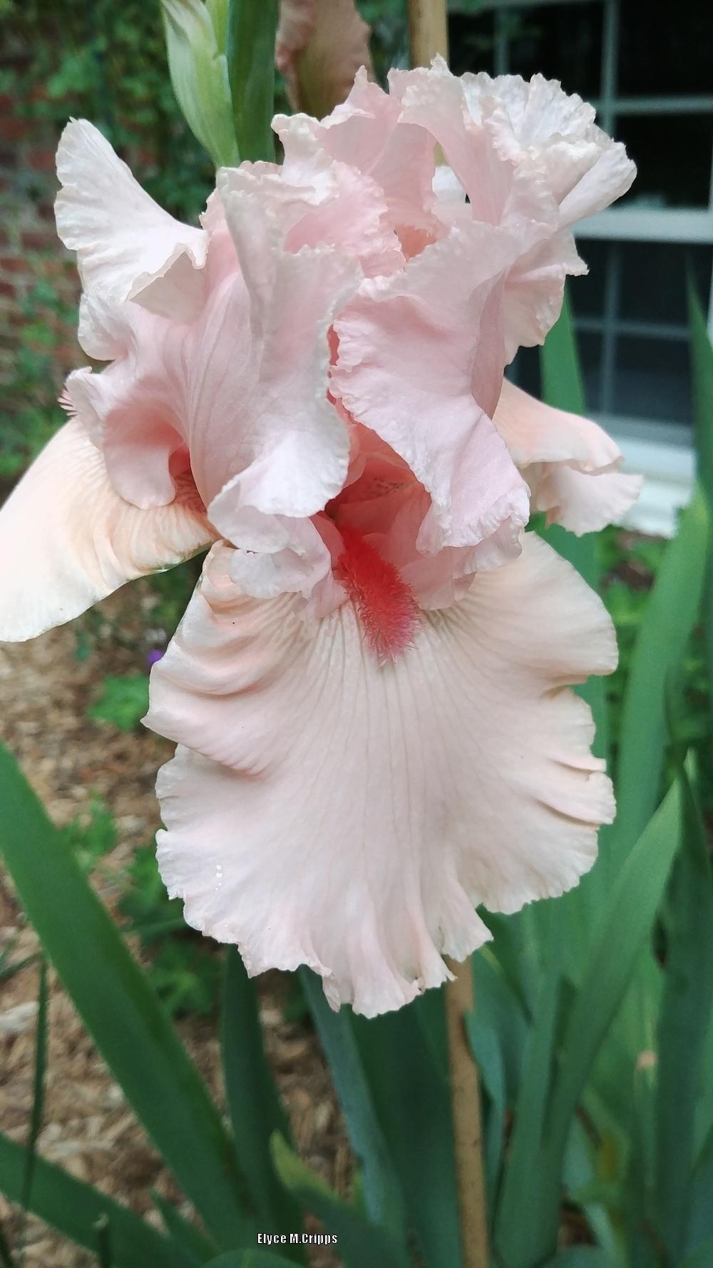 Photo of the bloom of Tall Bearded Iris (Iris 'June Krausse') posted by ...
