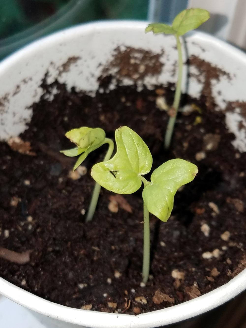 Photo of the seedling or young plant of Scarlet Creeper (Ipomoea ...