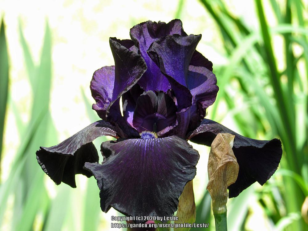 Tall Bearded Iris (Iris 'Phantom Masquerade') in the Irises Database ...