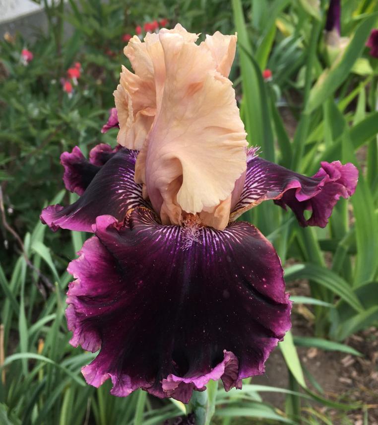 Photo of the bloom of Tall Bearded Iris (Iris 'But Darling') posted by ...