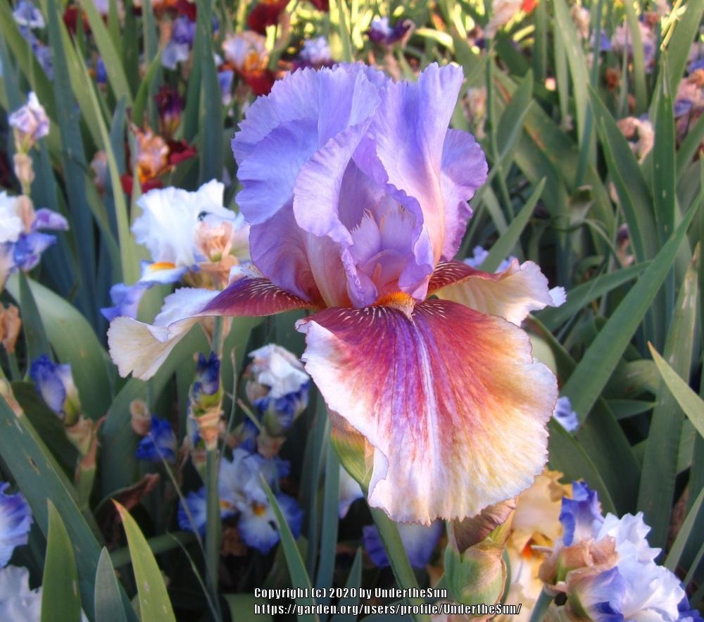 Photo of the bloom of Tall Bearded Iris (Iris 'Lights Camera Action ...
