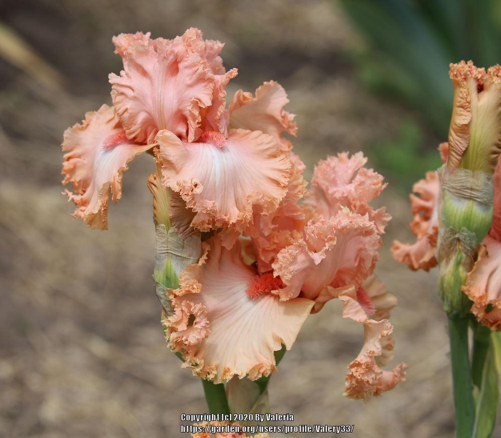 Photo of the bloom of Tall Bearded Iris (Iris 'She') posted by Valery33 ...