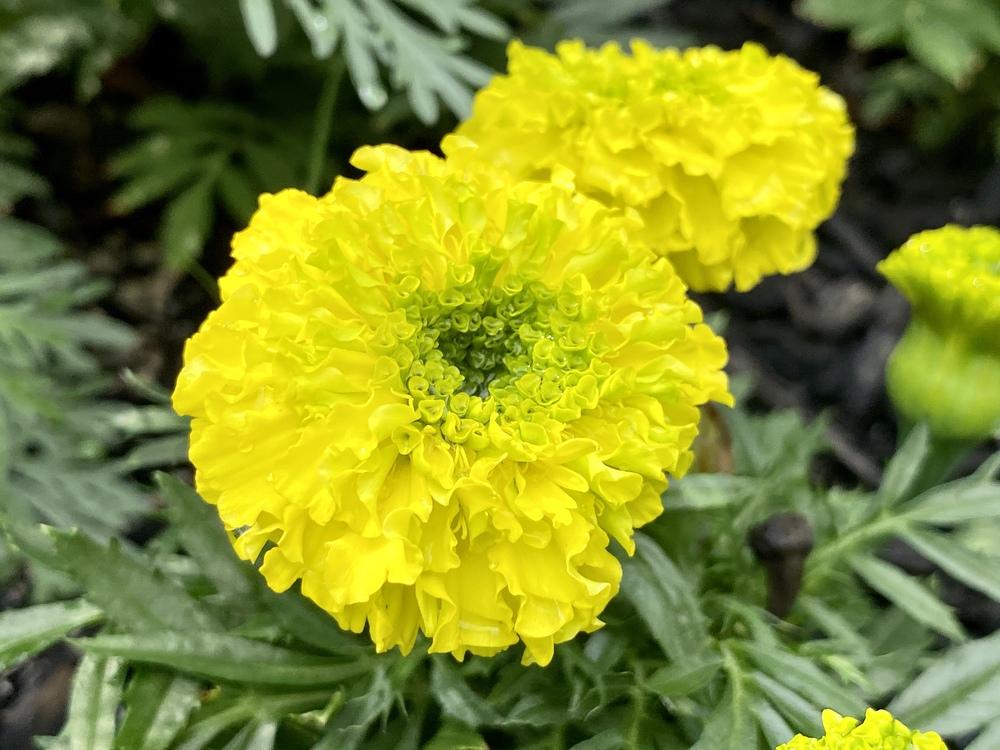 Aztec Marigold (Tagetes erecta Antigua™ Yellow) - Garden.org