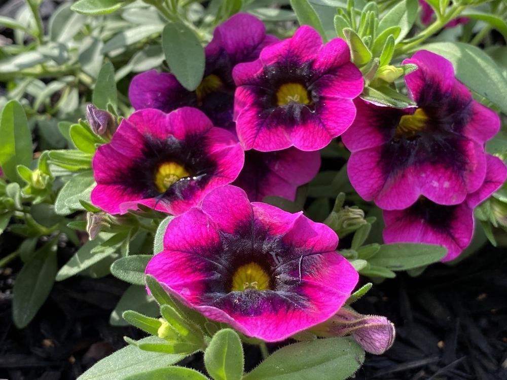 Calibrachoas: Plant Care and Collection of Varieties - Garden.org