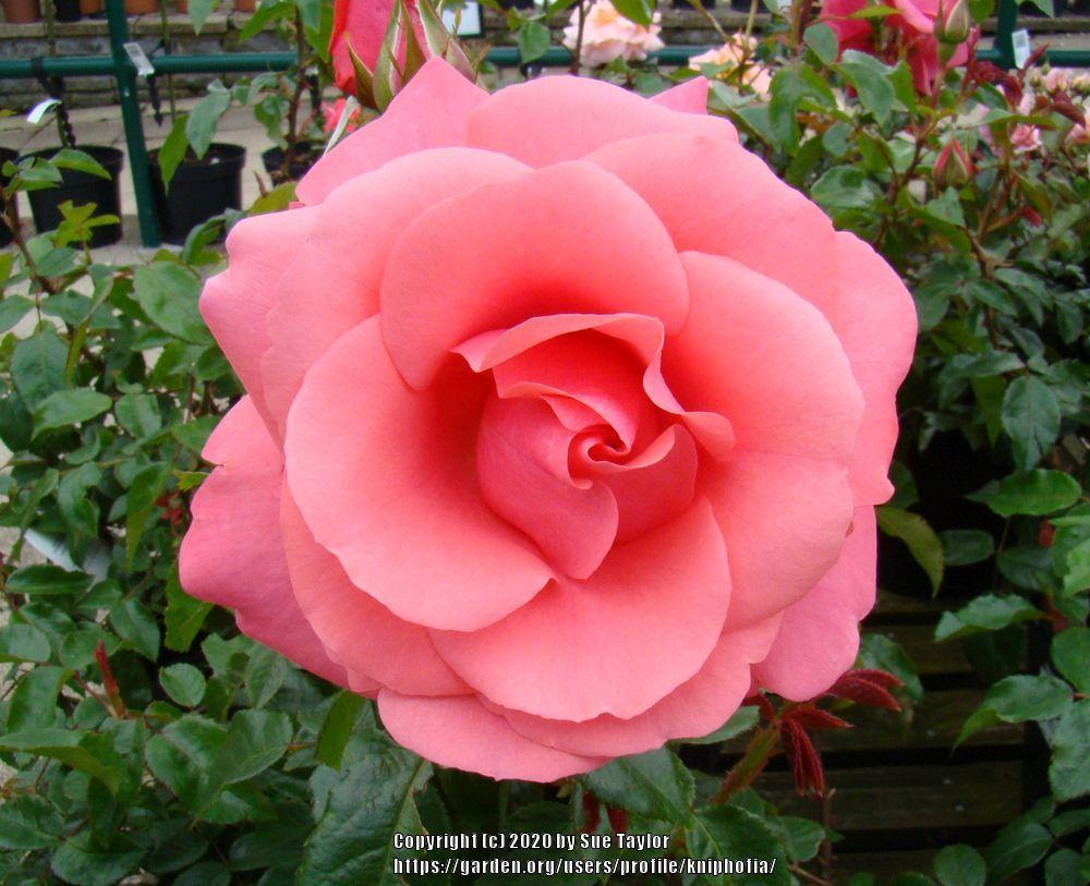 Rose (Rosa 'Showtime') in the Roses Database - Garden.org