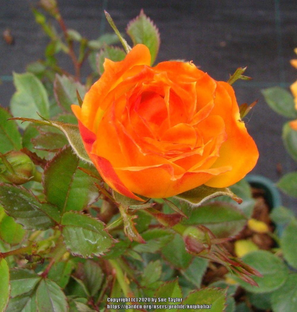 Photo of the closeup of buds, sepals and receptacles of Rose (Rosa ...