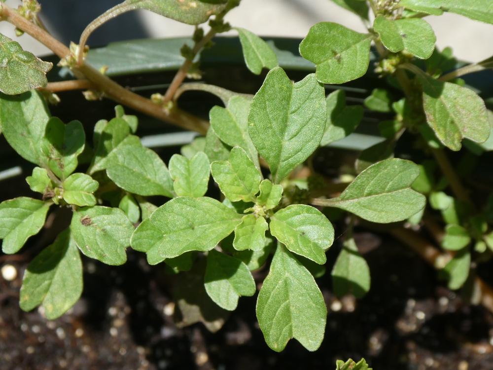 Prostrate Pigweed (Amaranthus blitoides) - Garden.org