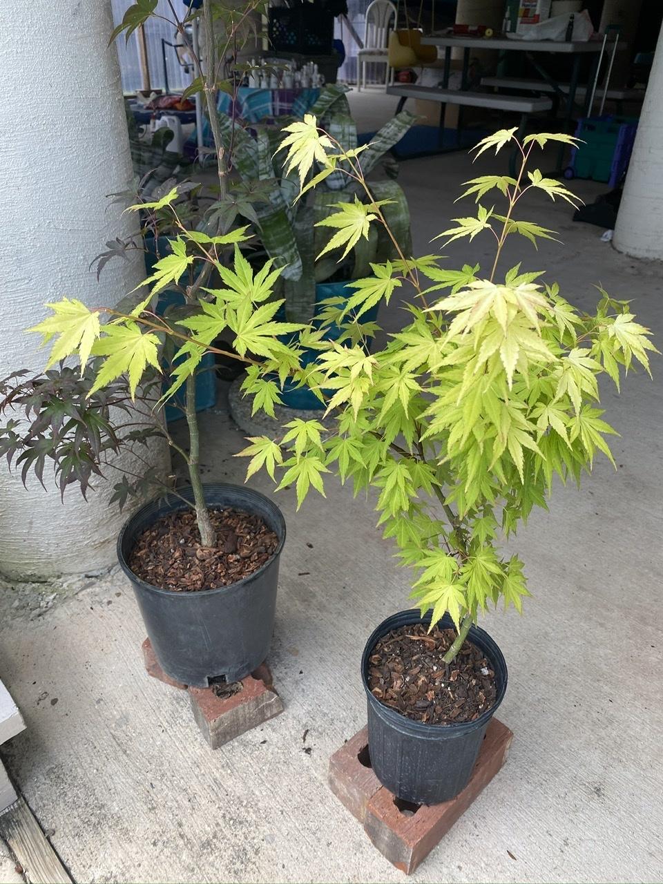 New JMs in the Japanese Maples forum - Garden.org