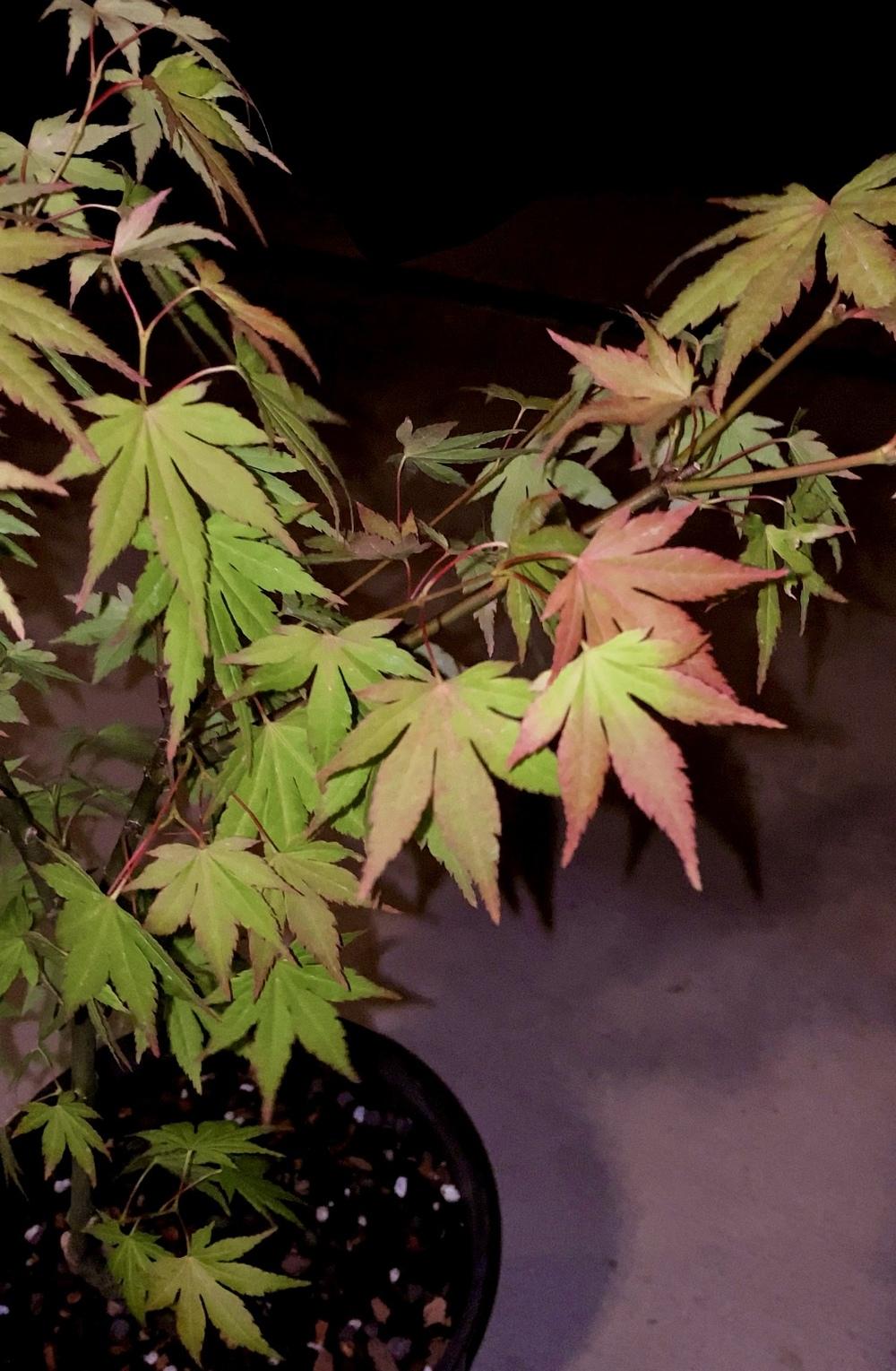 New JMs in the Japanese Maples forum - Garden.org